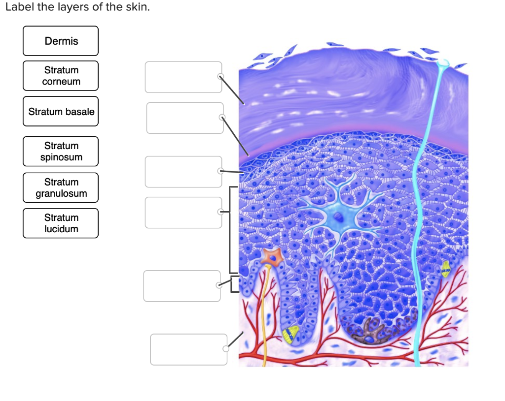 Solved Label the parts of the hair and hair follicle. Hair | Chegg.com