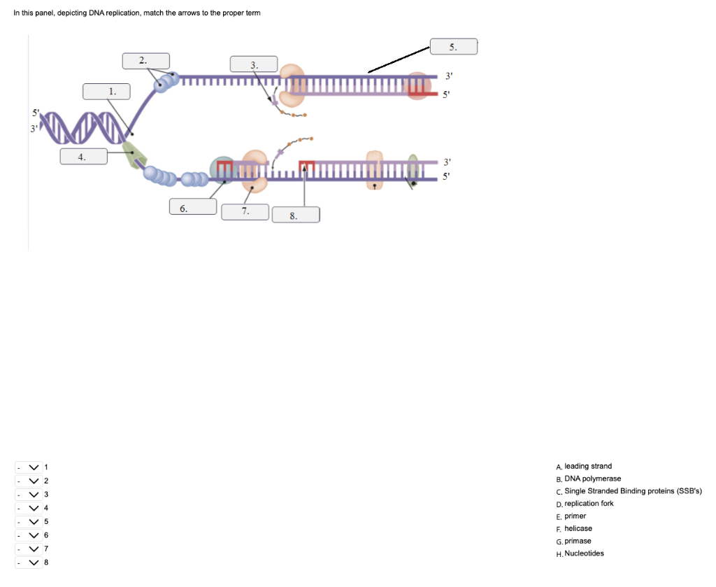 Solved In this panel, depicting DNA replication, match the | Chegg.com