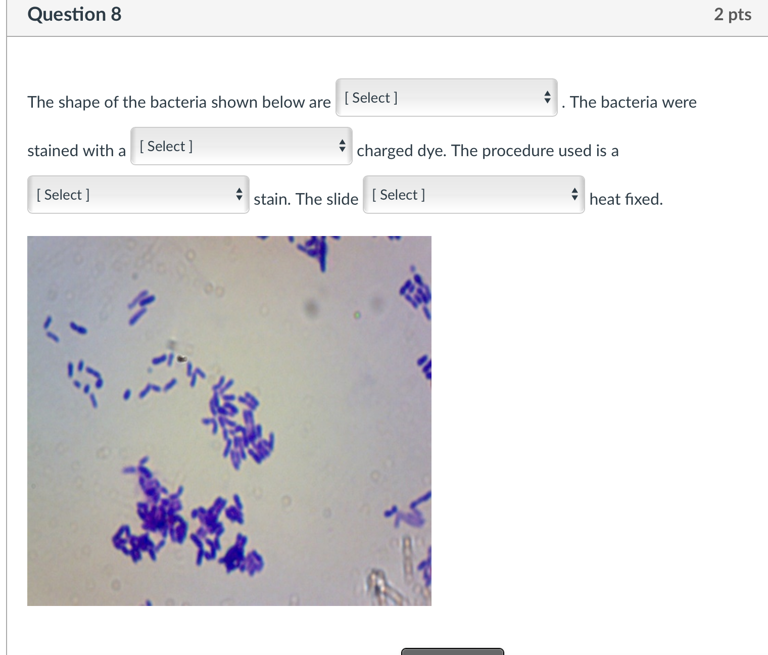 Solved Question 8 2 pts The shape of the bacteria shown | Chegg.com