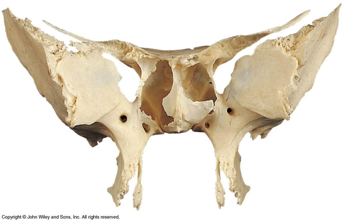 Sphenoid Bone Unlabeled
