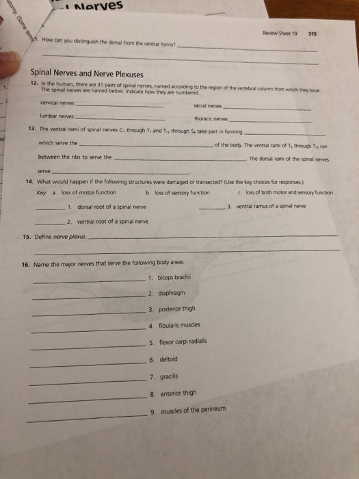 Solved Alarves Review Sheet 19 315 How can you distinguish | Chegg.com