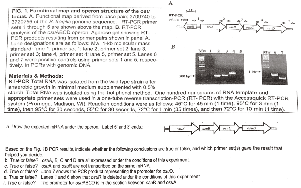 Solved FIG. 1. Functional map and operon structure of the | Chegg.com