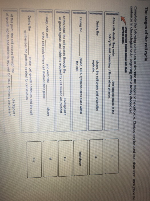 Solved The stages of the cell cycle Complete the following | Chegg.com