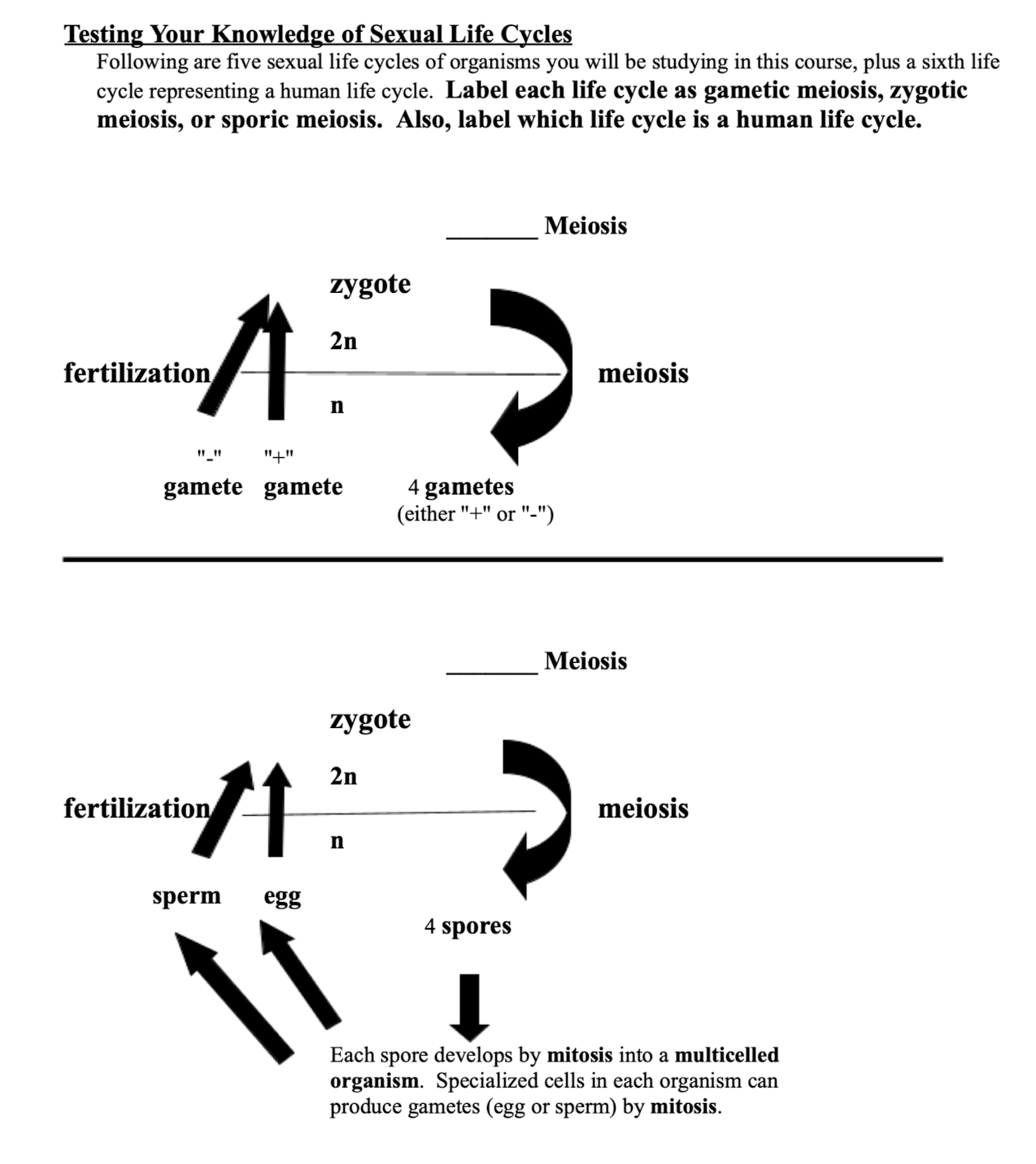 Solved Testing Your Knowledge Of Sexual Life Cycles