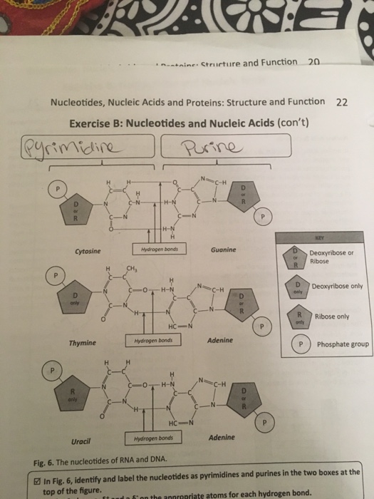 Solved In Fig. 6, identify and label the nucleotides as | Chegg.com