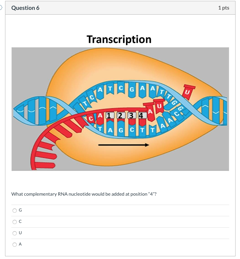 Solved Question 6 1 pts Transcription What complementary RNA | Chegg.com