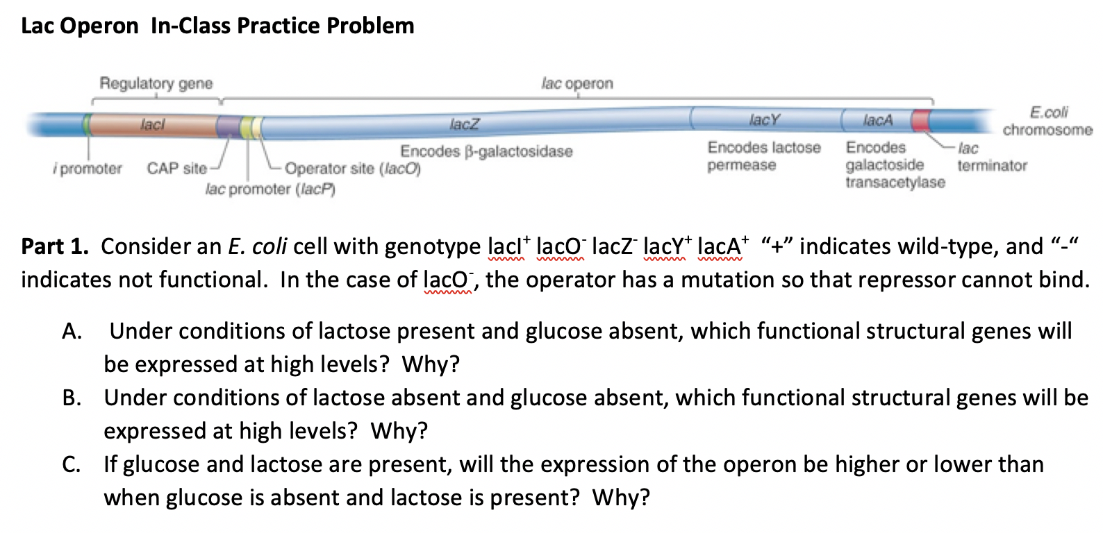 Solved Lac Operon In-Class Practice Problem Regulatory gene | Chegg.com