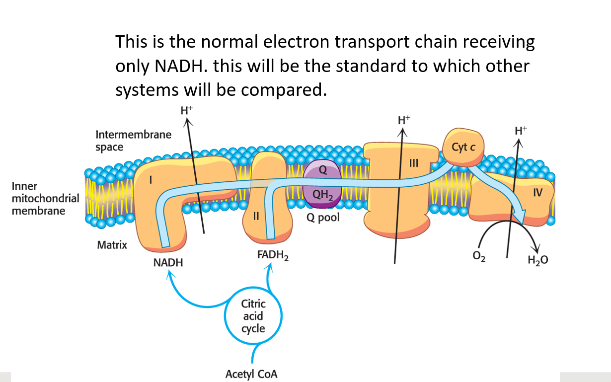 Solved This is the normal electron transport chain receiving | Chegg.com