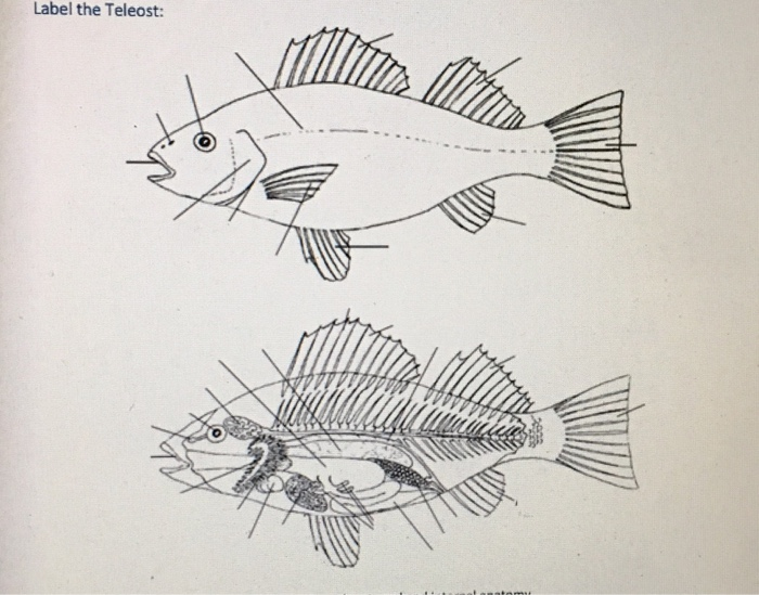 Solved Label the Teleost: | Chegg.com