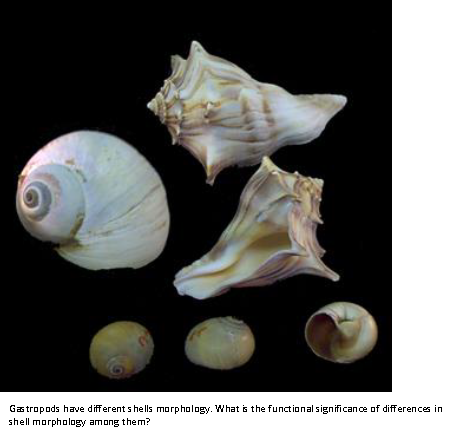 Solved Gastropods have different shells morphology. What is | Chegg.com