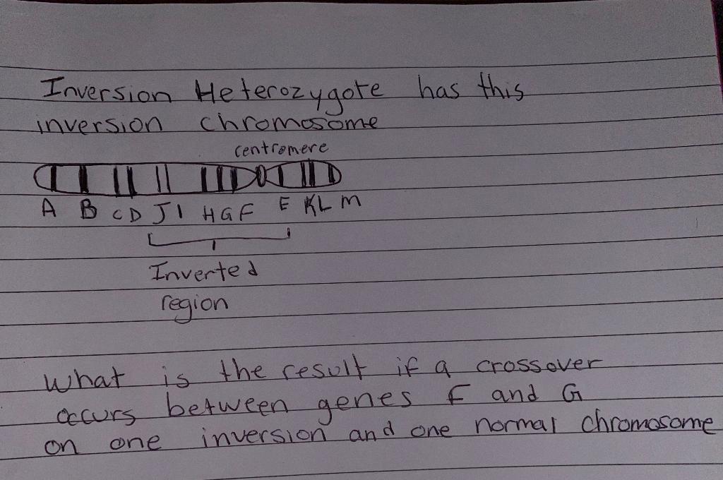 Solved Inversion Heterozygote has this inversion chromosome | Chegg.com