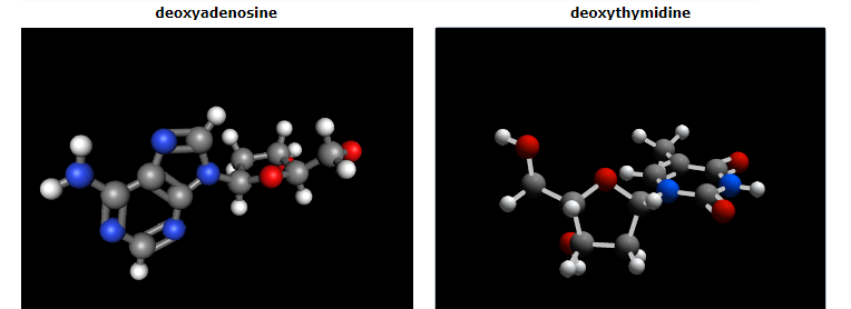 Solved Below are images of deoxyadenosine and | Chegg.com