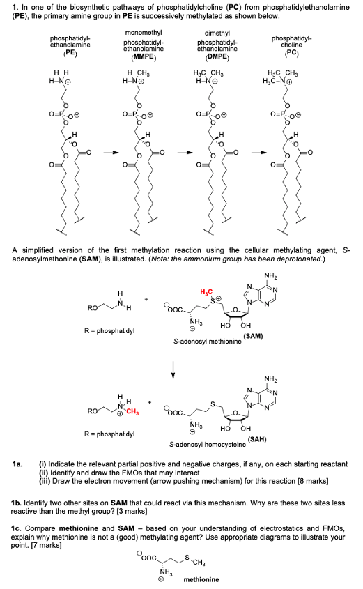 Solved 1. In one of the biosynthetic pathways of | Chegg.com
