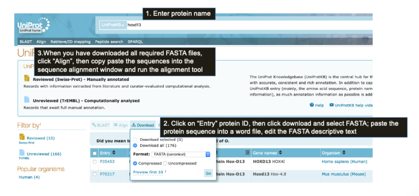 Solved In Fasta Format Download The Following Human Protein 
