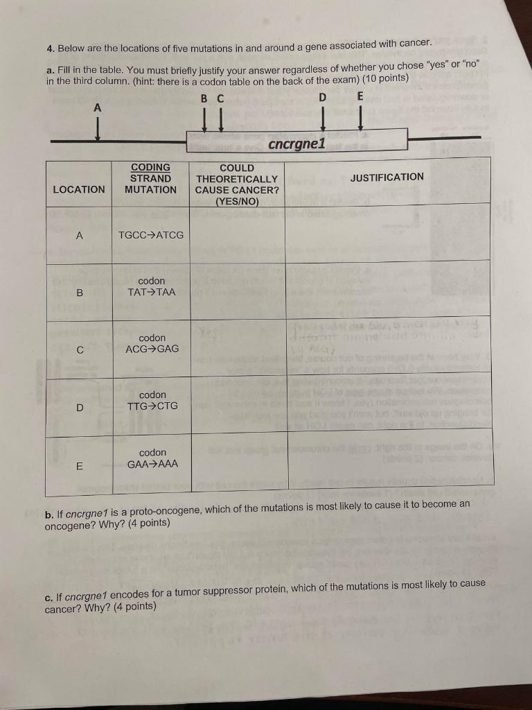 Solved 4. Below are the locations of five mutations in and | Chegg.com