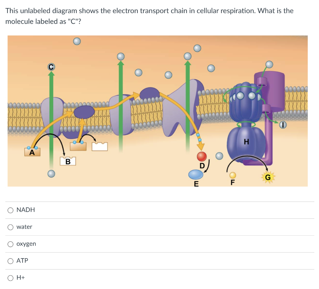 Solved This unlabeled diagram shows the electron transport | Chegg.com