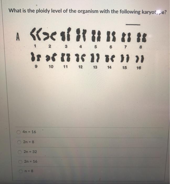 Solved What is the ploidy level of the organism with the | Chegg.com