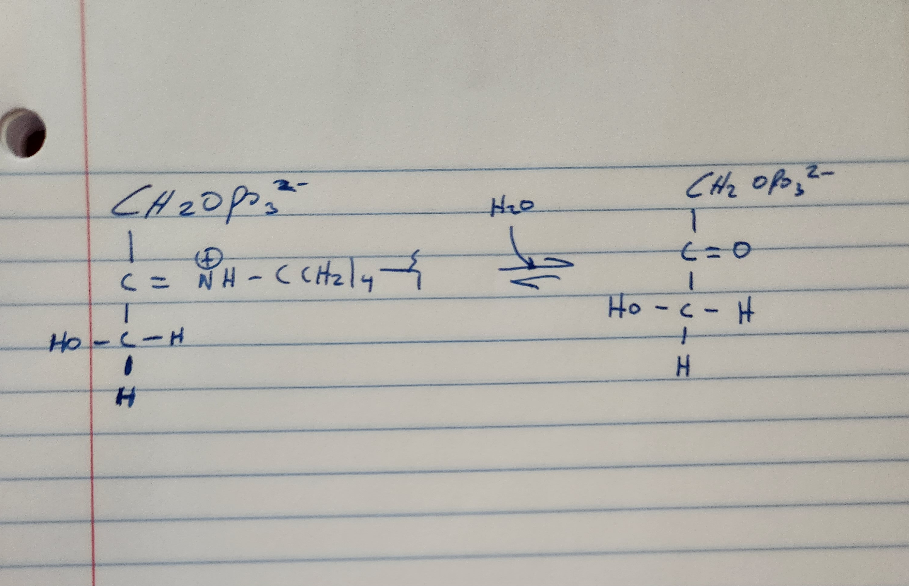 Solved Show step by step hydrolysis mechanism | Chegg.com
