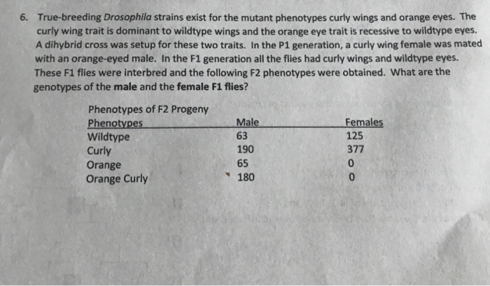 Solved True-breeding Drosophila strains exist for the mutant | Chegg.com