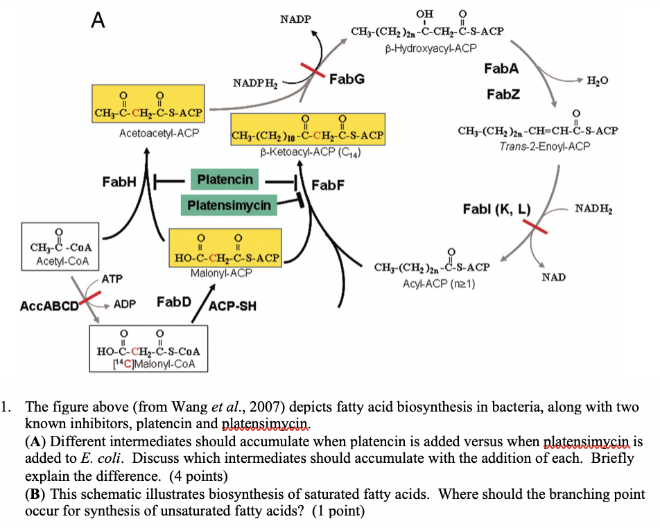 Solved NADP OH 0 CHZ-(CH2)2n-C-CH2-C-S-ACP B-Hydroxyacyl-ACP | Chegg.com