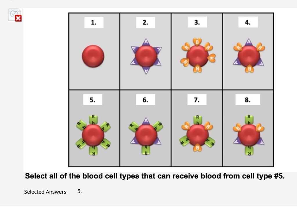 Solved Select all of the blood cell types that can receive | Chegg.com
