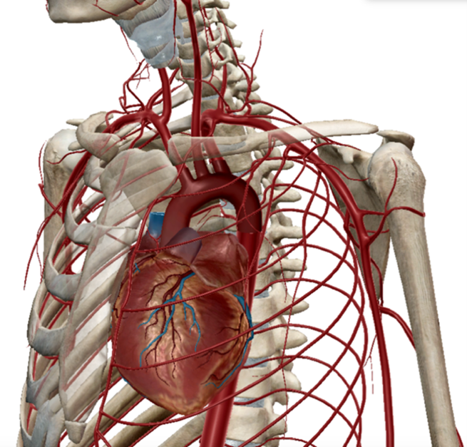 Intercostal Arteries