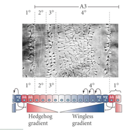 Solved Write a short story describing how the A-P axis | Chegg.com