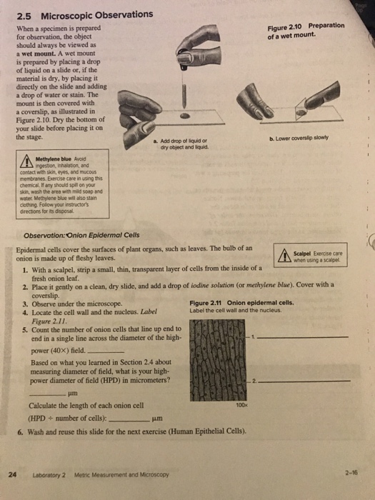 Solved 2.5 Microscopic Observations Figure 2.10 Preparation | Chegg.com