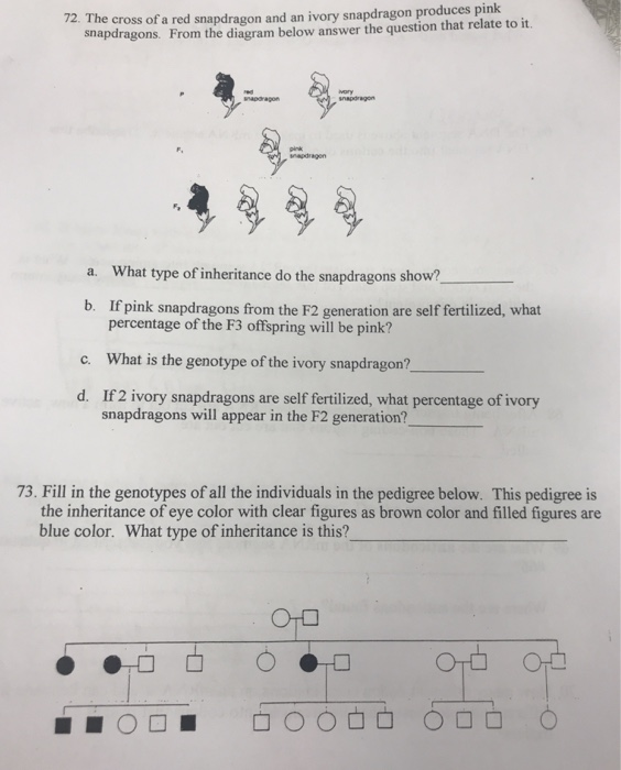 Solved cross of a red snapdragon and an ivory snapdragon | Chegg.com