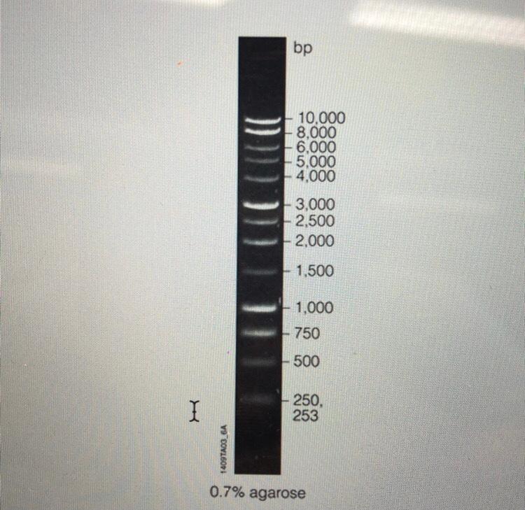 Solved 4d. Imagine we digest the pCMV-Ha vector containing | Chegg.com