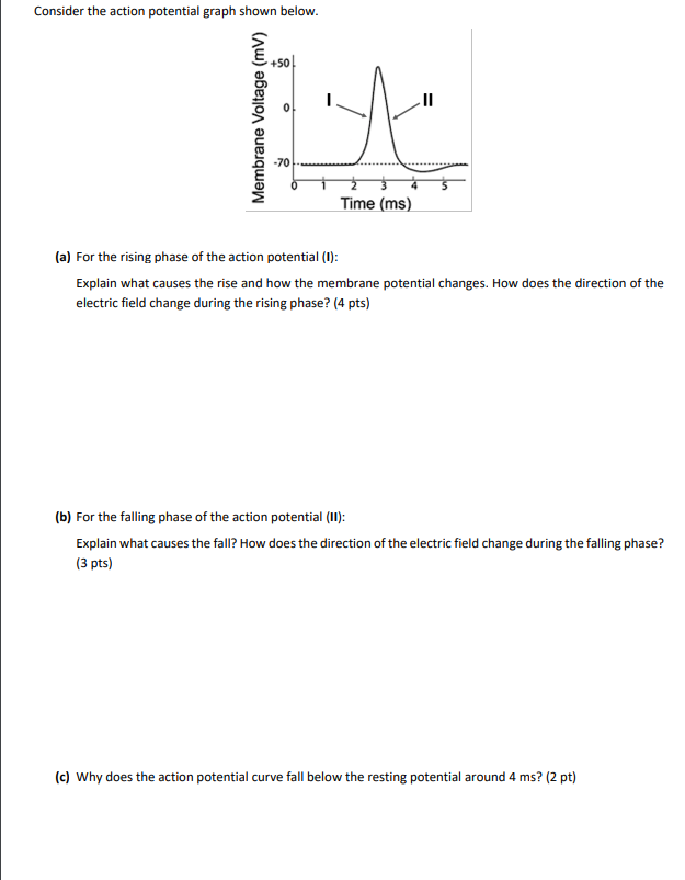 Solved Consider the action potential graph shown below. II | Chegg.com