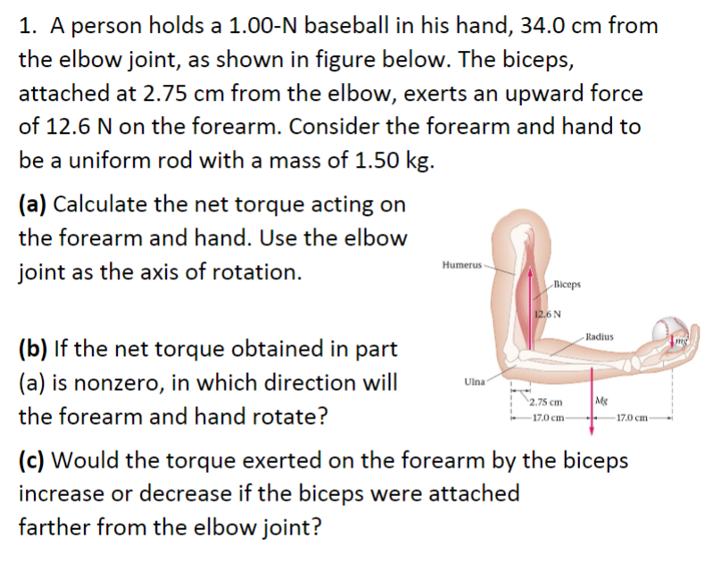 Solved 1. A person holds a \\( 1.00-\\mathrm{N} \\) baseball | Chegg.com