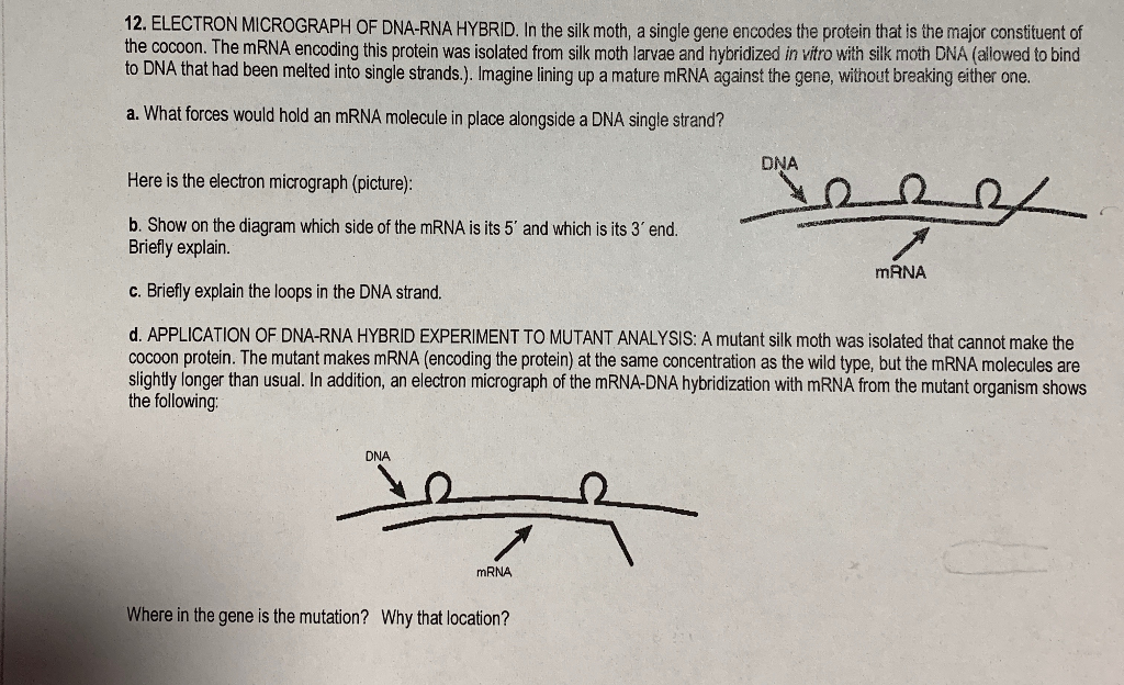 Solved 12. ELECTRON MICROGRAPH OF DNA-RNA HYBRID. In the | Chegg.com