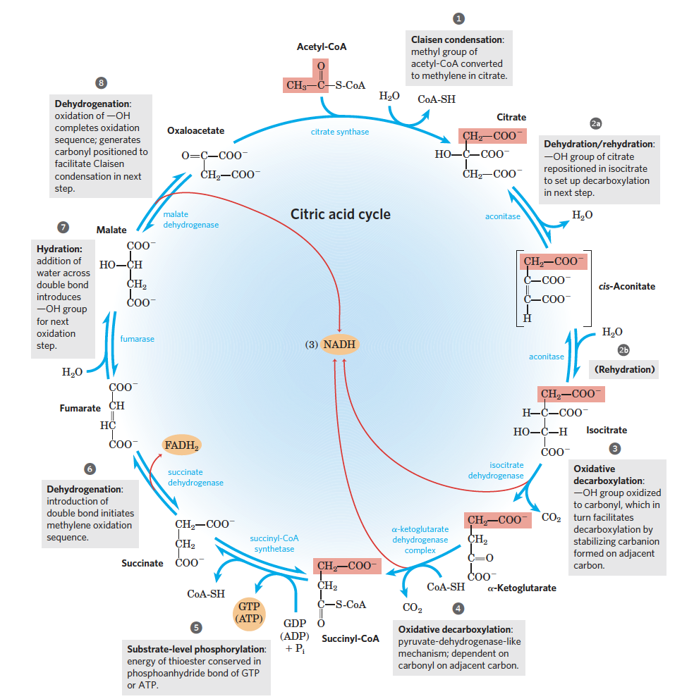 Solved Question One molecule of glucose labelled with 14C in | Chegg.com
