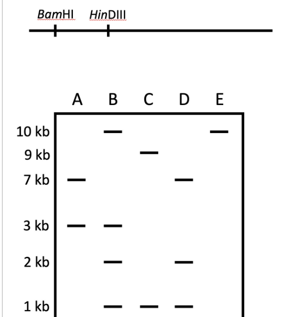 Solved A 10 kb fragment of DNA has a BamHI | Chegg.com