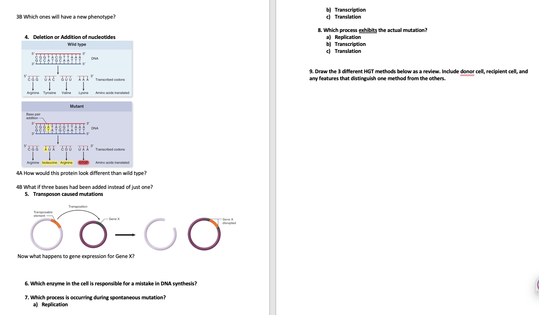 Solved 2. Gene mutations 2A What represents the genotype | Chegg.com