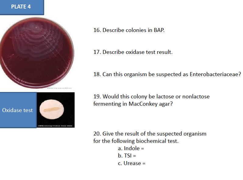 Solved PLATE 4 16. Describe colonies in BAP. 17. Describe | Chegg.com