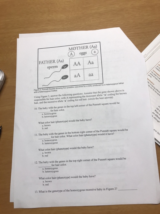 Solved MOTHER (Aa) A) eggs (a AA Aa aA aa FATHER (Aa) sperm | Chegg.com Solved MOTHER (Aa) A) eggs (a AA Aa aA aa FATHER (Aa) sperm | Chegg.com