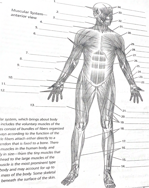Solved 1 34 Muscular System- anterior view 2 33 3. 4. 32. 5. | Chegg.com