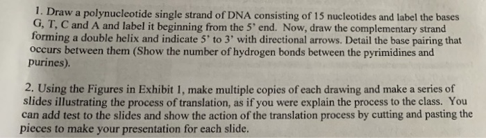 Solved 1. Draw a polynucleotide single strand of DNA | Chegg.com