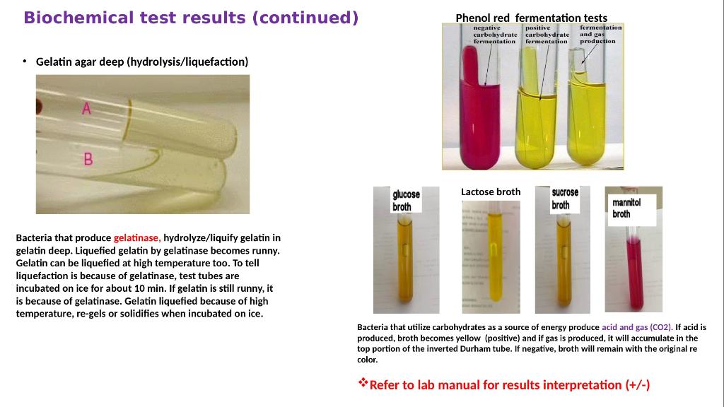 A “Virtual” Unknown Bacteria Identification Phylum | Chegg.com