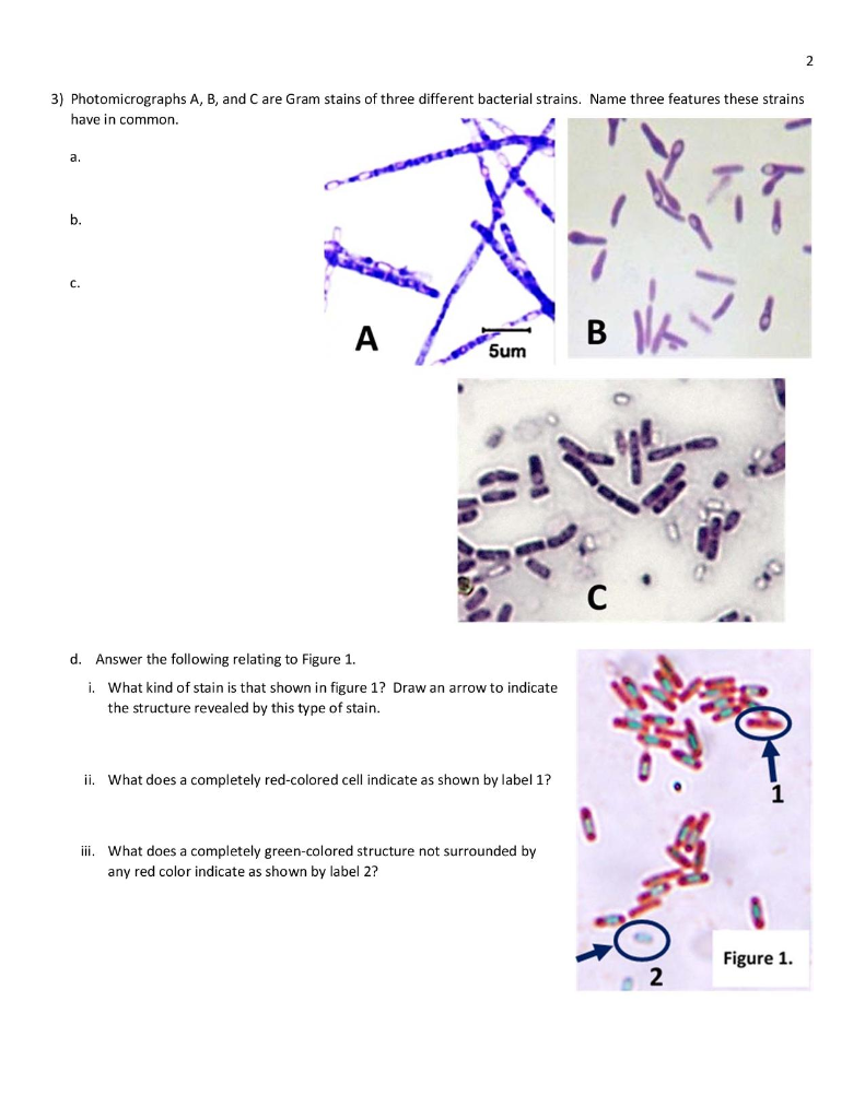 Solved Name TA/Lab Period: Lab 5 Handout Lab Exercises 3-6 & | Chegg.com