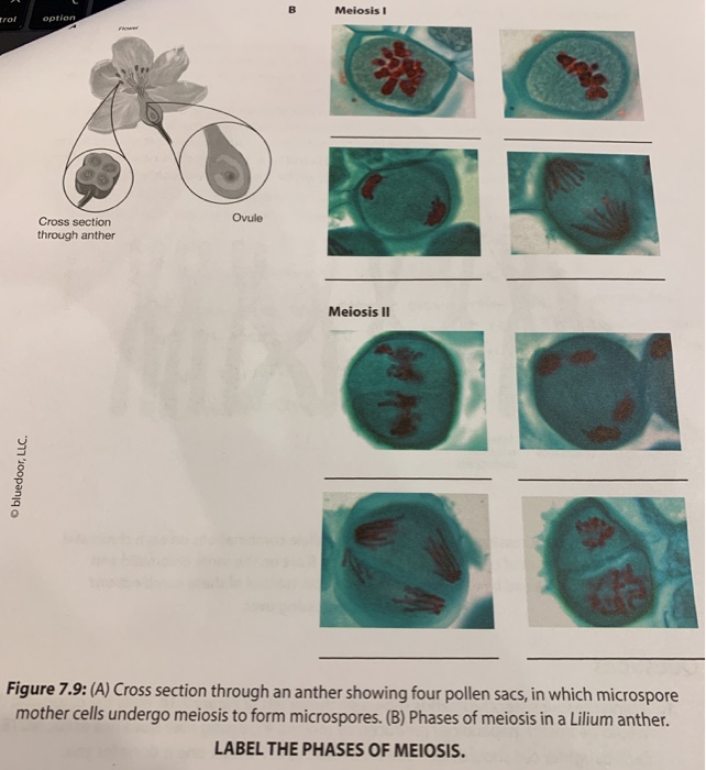 Mitosis Phases Under Microscope Labeled