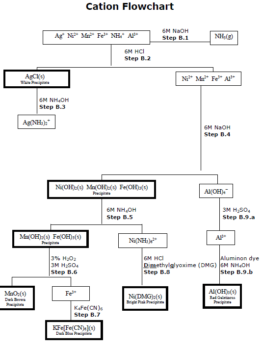 Solved Cation Flowchart 6M NaOH Step B.1 NH3(g) 6M HCI | Chegg.com