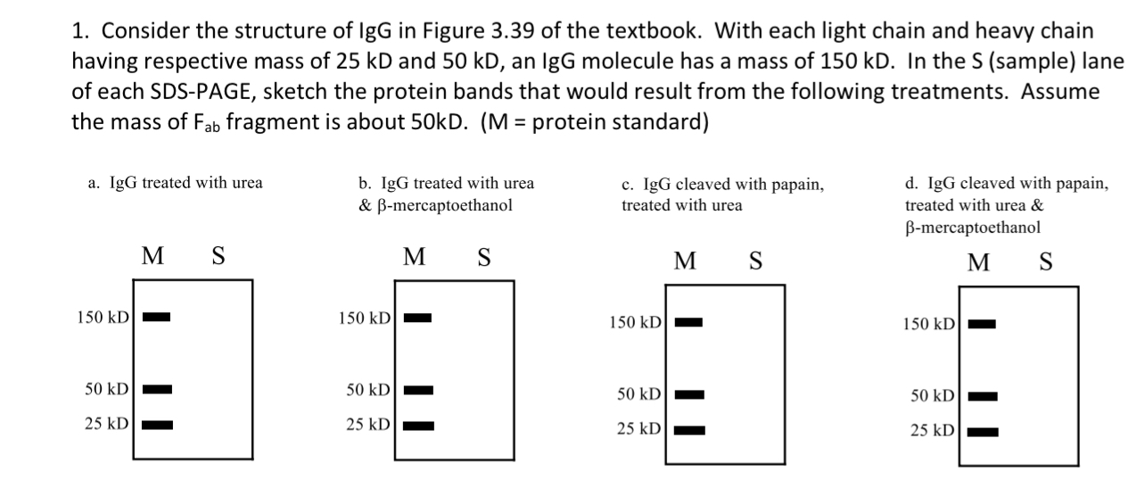 Solved 1. Consider the structure of IgG in Figure 3.39 of | Chegg.com
