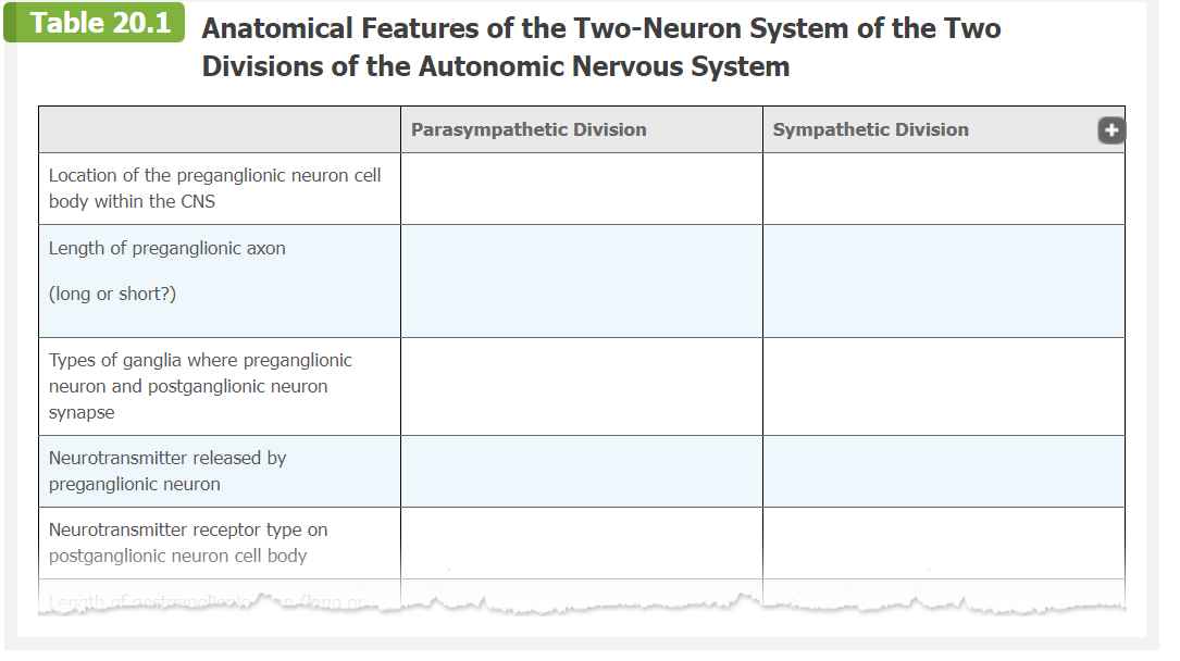 Table 20.1 ﻿Anatomical Features of the Two-Neuron | Chegg.com