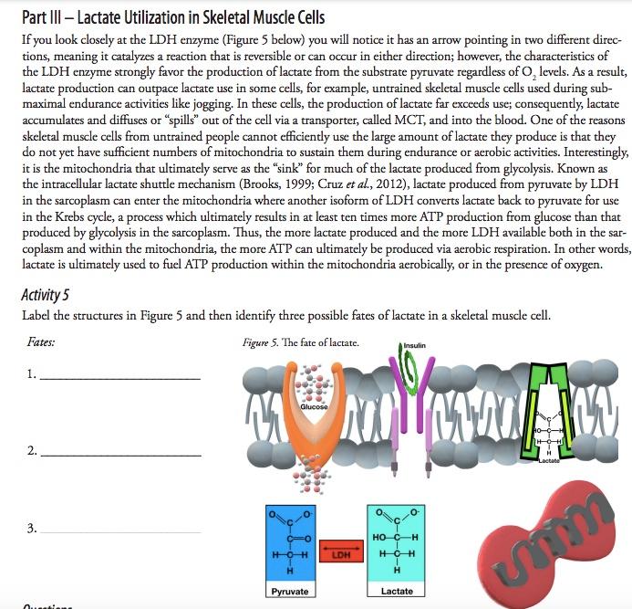 Solved Part III - Lactate Utilization in Skeletal Muscle | Chegg.com