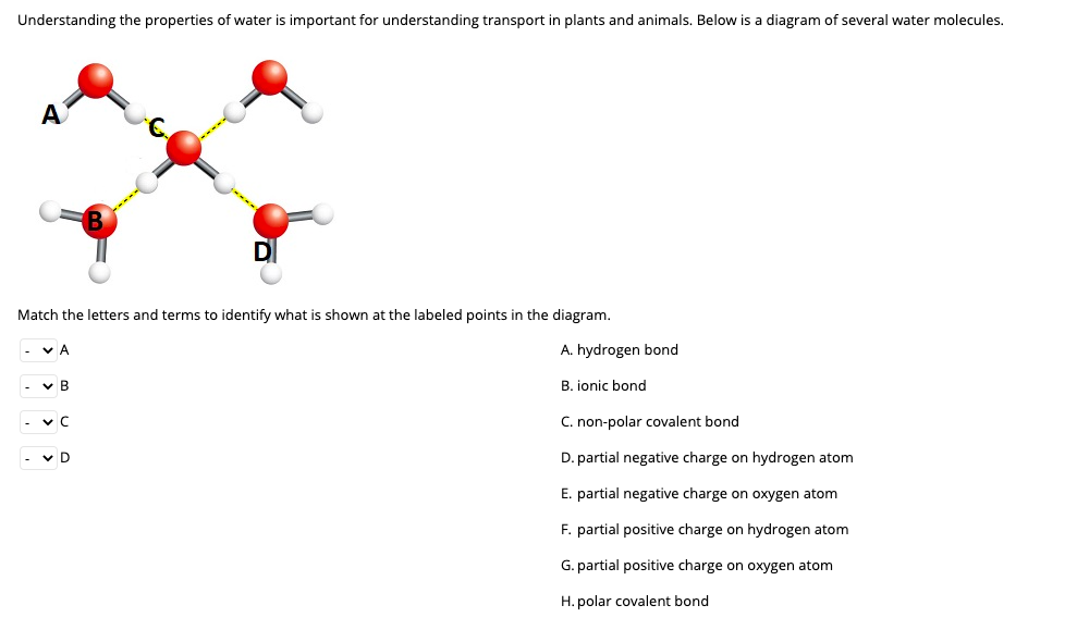 Polar Water Molecule Diagram