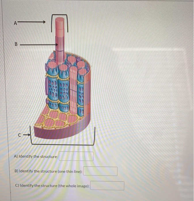 Solved A B 30 C- A) Identify the structure: B) Identify the | Chegg.com