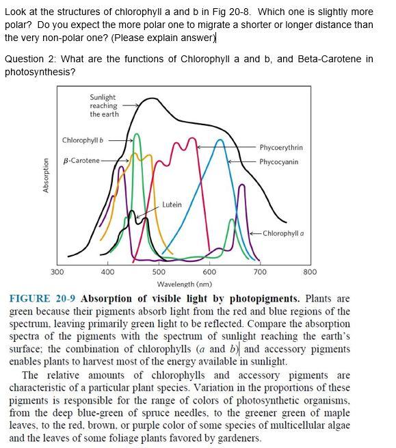 Chlorophyll B Structure
